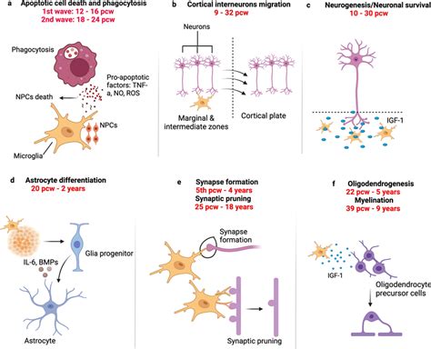 Main Functions Of Microglia In The Developing Human Cns A Microglia