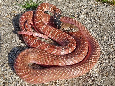 Red Racer Facts Description Diet And Pictures