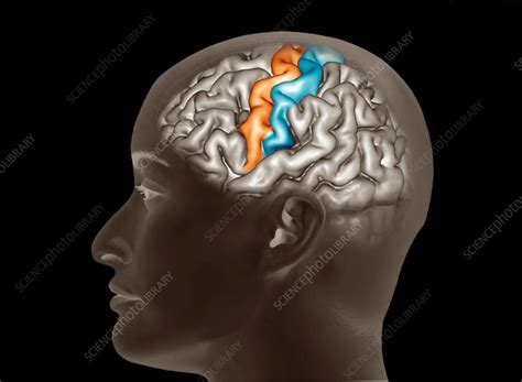 Human Brain Primary Motor And Sensory Cortex 3d Mri Scan Stock Image C036 6977 Science