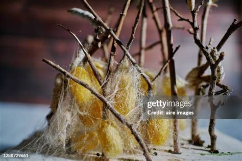 Moth Laying Eggs Photos And Premium High Res Pictures Getty Images