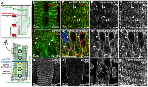 Integrin Adhesions Are Independent Of T Tubules But Share An Mtm