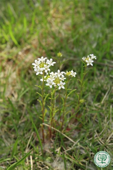 上海数字植物志