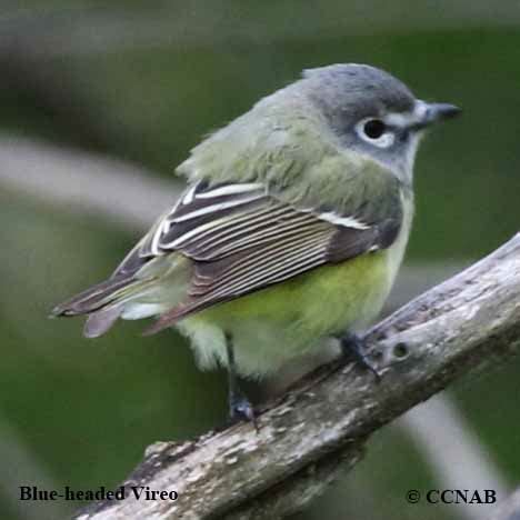 Blue Headed Vireo Vireo Solitarius Bhvi