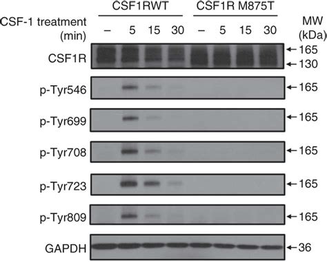 CSF Induces Autophosphorylation Of Wild Type But Not Mutant CSF R Download Scientific