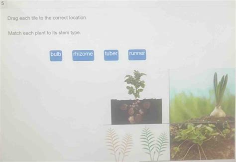 Solved Drag Each Tile To The Correct Location Match Each Plant To Its