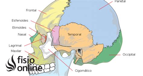 Lagrimal Qué Es Significado Dónde Queda Función Y Alteraciones