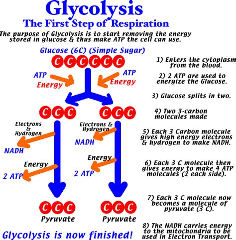 Simplified Schematic Of Steps In Glycolysis And The