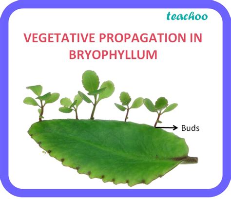 [class 10] Vegetative Propagation Definition Examples Types