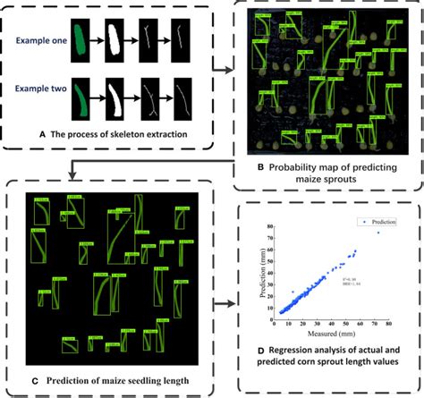 Non Destructive Detection Of Single Seed Viability In Maize Using