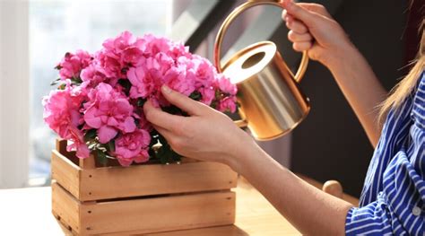 Tips For Growing Beautiful Azaleas In Containers