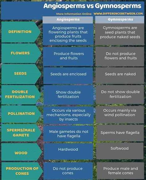 Diferencia Entre Angiospermas Y Gimnospermas Prodiffs