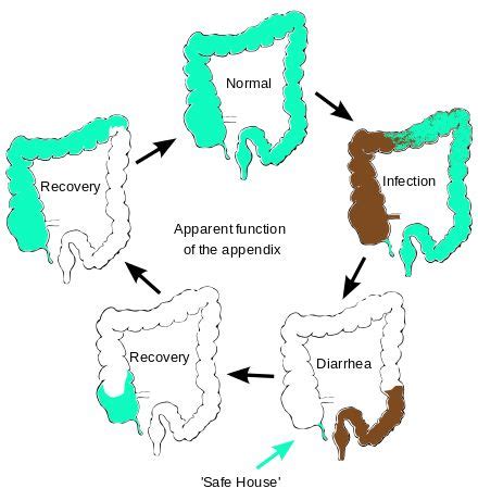 Appendix Anatomy Appendix Anatomy Anatomy Human Body Structure