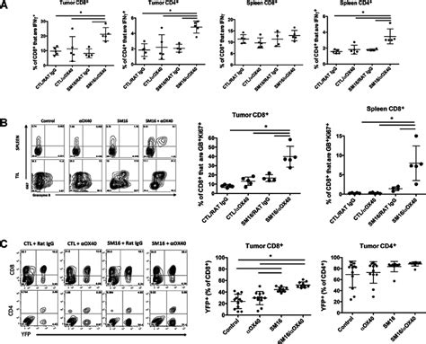 Effector Function And Ox40 Expression Are Increased With Sm16anti Ox40