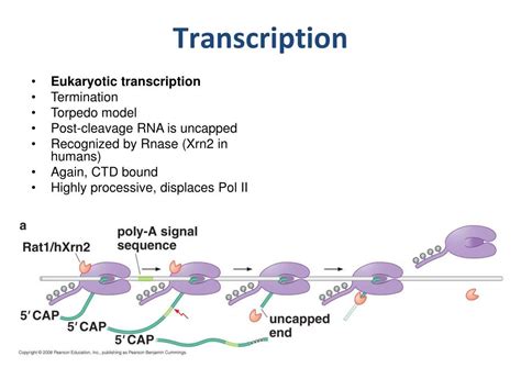 Ppt Transcription Powerpoint Presentation Free Download Id3760436