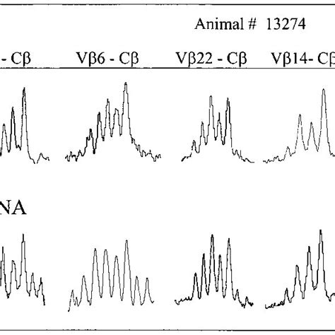 Temporal Evolution Of Clonal T Cell V Dominance In Graft Infiltrating Download Scientific