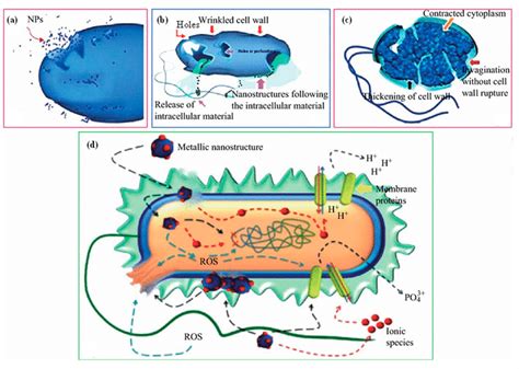 Schematic Illustrating A Nanoparticles Internalization Into The Cell