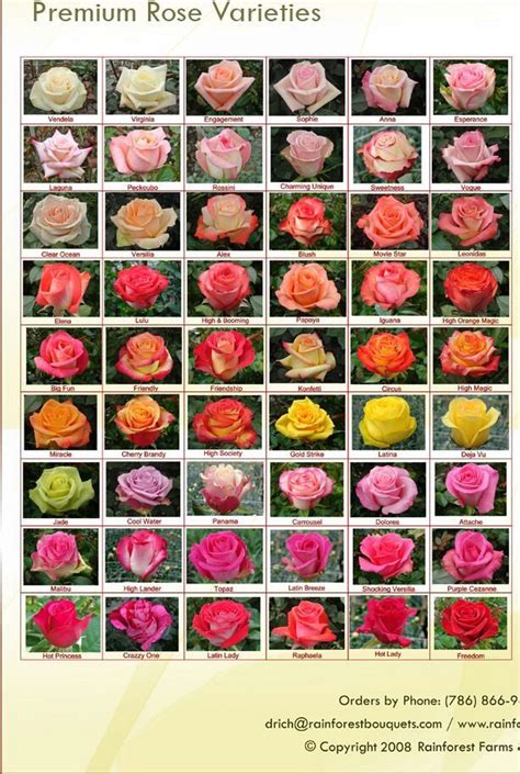 Pink Rose Variety Names