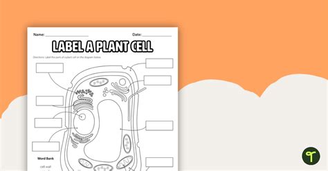 The Diagram Of Plant Cell With Label Infoupdate Org