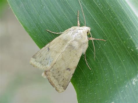 Corn Earworm Moth
