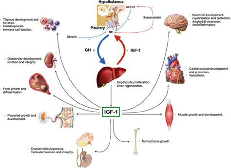 Model Of Ghigf 1 Axis And Its Target Organs Negative Feedback