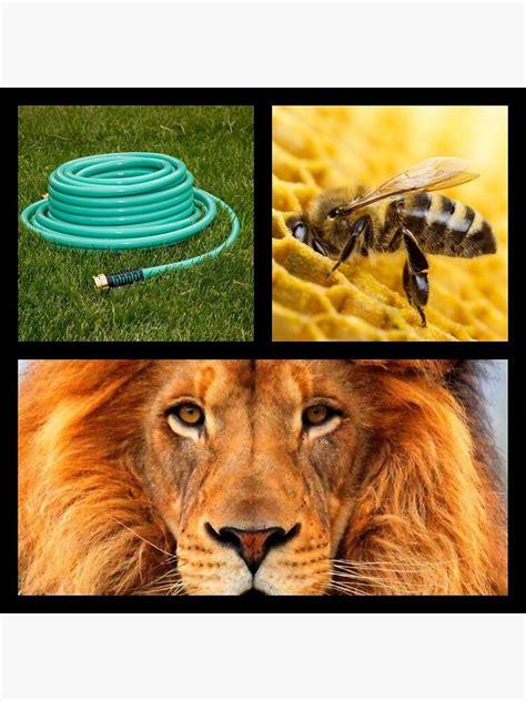 Hose Bee Lion Meme Meaning At Becky Moreno Blog