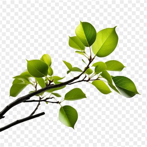 Premium PSD Psd Isolated Tree Branch