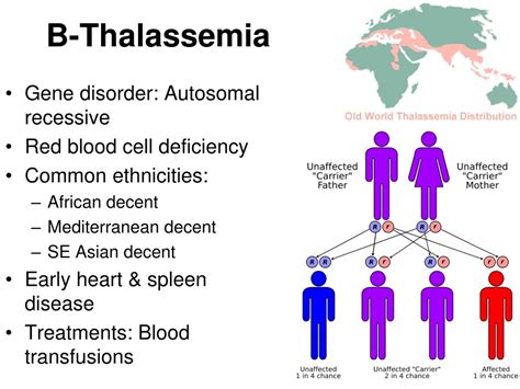 Ppt B Thalassemia Powerpoint Presentation Free Download Id1754025