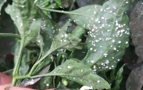 辣椒白粉虱如何防治效果好 农业种植网