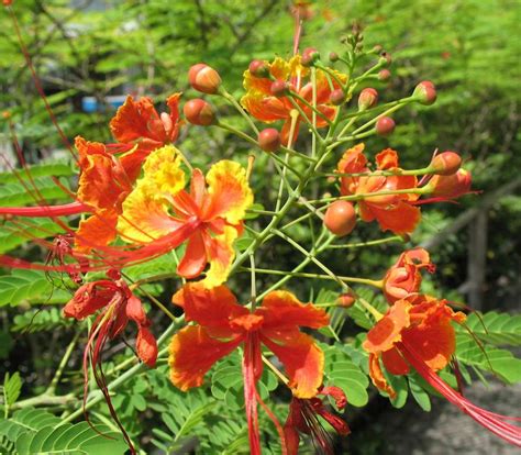 цветни пеперуди онлайн пъзел