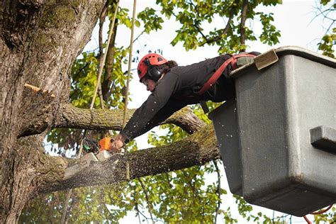 Tree Trimming Costs Prices Tree Pruning Cost