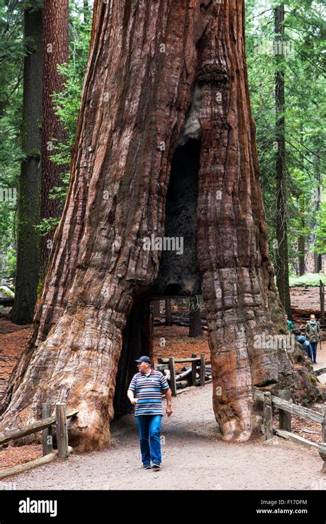 Giant Sequoia In Mariposa Grove Yosemite National Park California