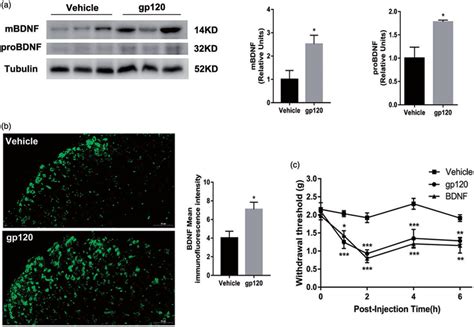 Spinal Bdnf Upregulation Is Critical For The Expression Of Nociceptive Download Scientific
