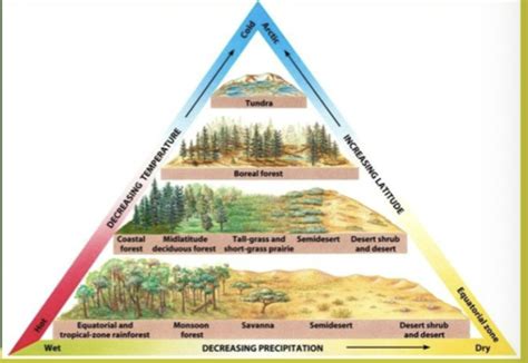 Chapter 4 Flashcards Quizlet