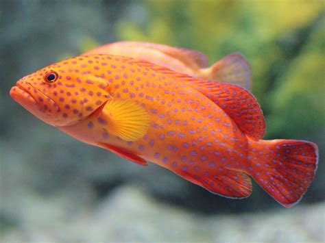ユカタハタの特徴見分け方 写真から探せる魚図鑑