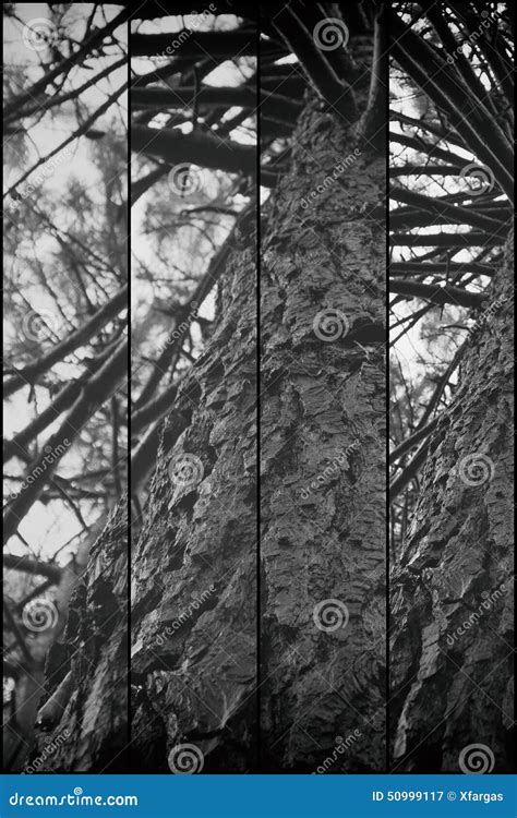Collage Nature Trunk Of Tree Stock Image Image Of Naked Postcard