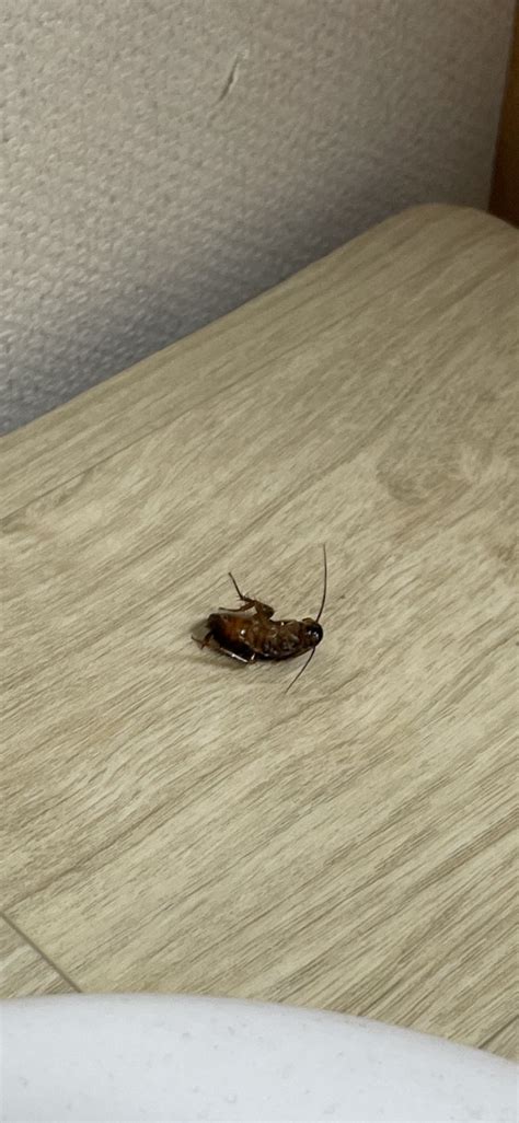 바퀴벌레 종류 지식in