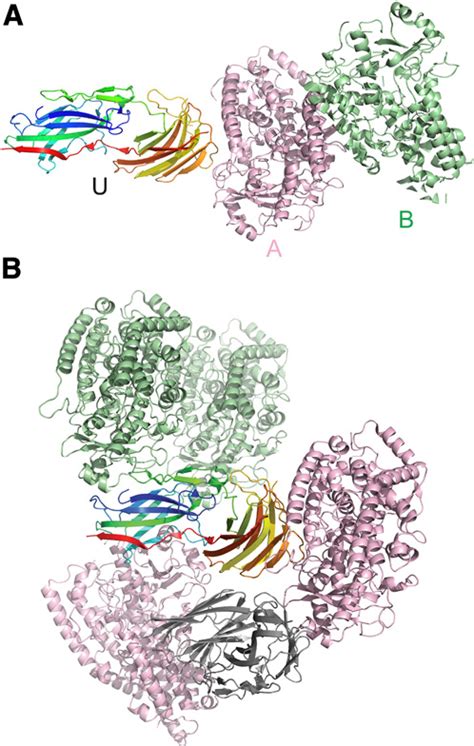 Figure 2 From Crystal Structure Of Linoleate 13r Manganese Lipoxygenase In Complex With An