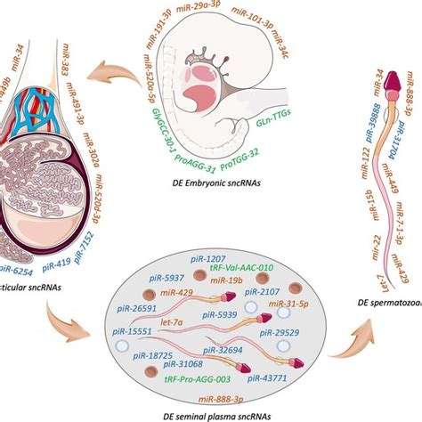 Differentially Expressed Small Non Coding Rnas In Primordial Germ Cells