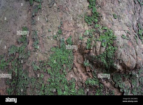 A Tree With A Lump Covered In Lichen And Moss Stock Photo Alamy