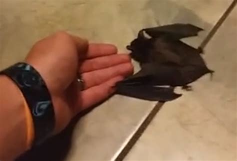 Do Bats Bite Humans Or Is It Just A Myth Faq Oakland Co Mi