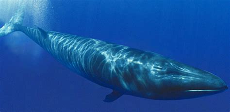Types Of Whales Discover The Colossal Ocean Dwellers