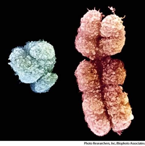 Medical School — Human Y And X Chromosomes Science Biology
