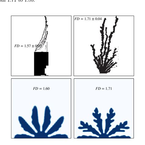 Comparison Of Needle Like Dendritic Morphologies And Simulated Patterns