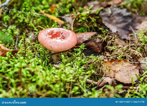 Edible Small Mushroom Russula With Red Russet Cap In Moss Autumn Forest