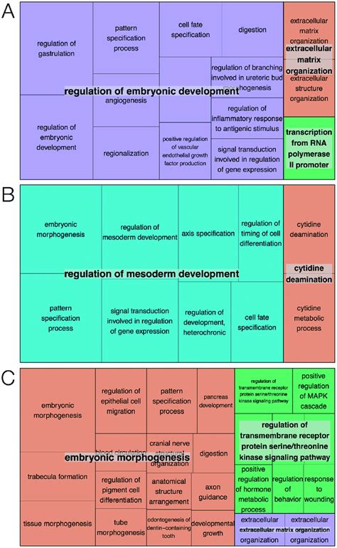 Treemap Visualization Of Significantly Enriched Biological Processes Download Scientific