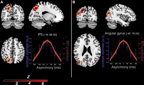 Posterior Parietal Cortex