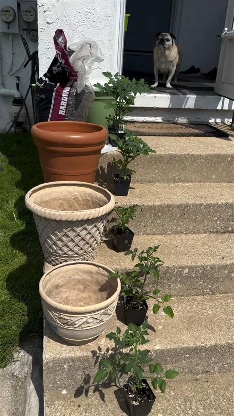 Просмотрите 74 идей на доске «balcony и на тему «сад на балконе в 2025 г идеи посадки