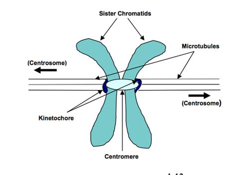 Genetics Chapter 2 Flashcards Quizlet