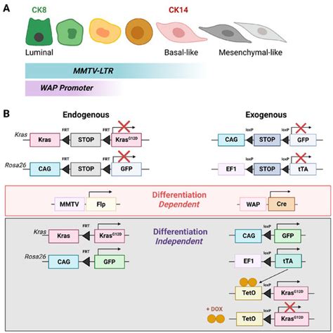 Cellular Plasticity In Mammary Gland Development And Breast Cancer
