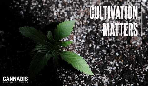 Testing Your Cannabis Substrate Is 1st Step To Success Cannabis